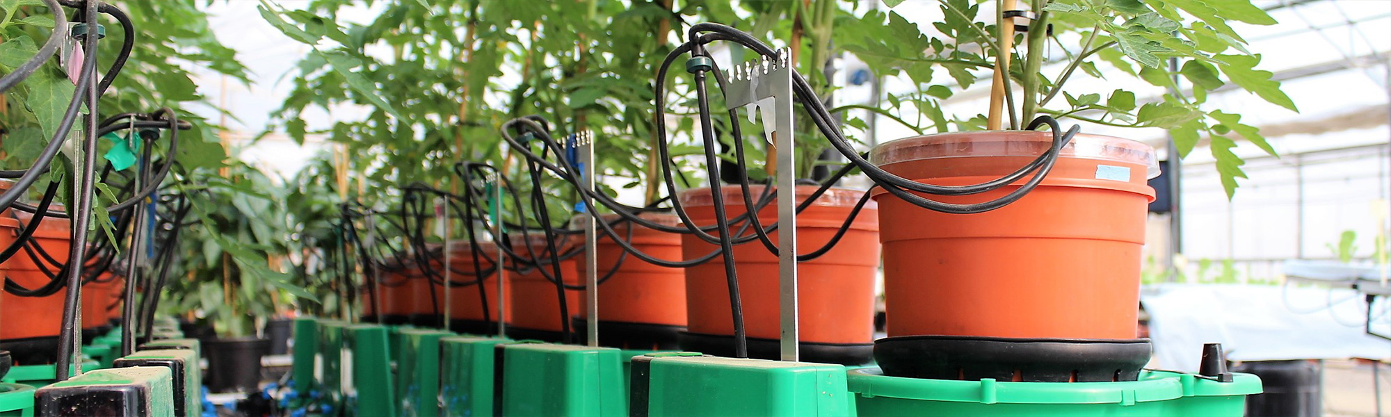 Fast Precise Functional Phenotyping & BioAssays - Plant-DiTech