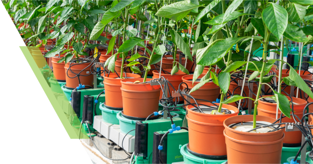Plant Phenotyping: Automated Phenotype Platform | Plant Ditech