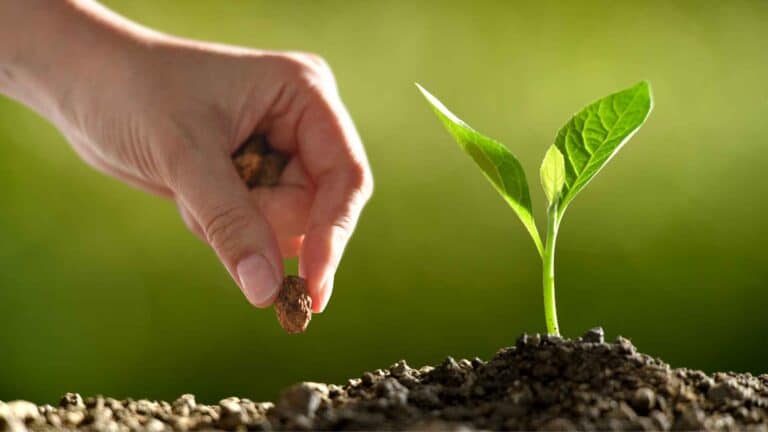 Plant Phenomics: Solutions To Analyze Plant Traits | Plant Ditech
