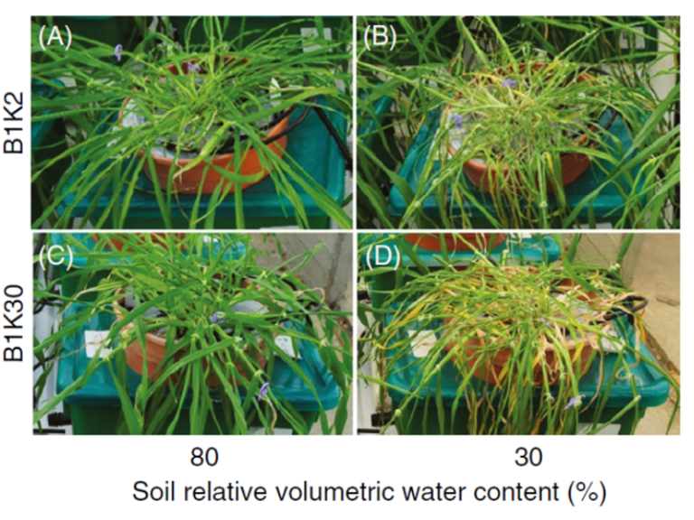 Common Mistakes in Drought Experiment Set Up - Plant-Ditech