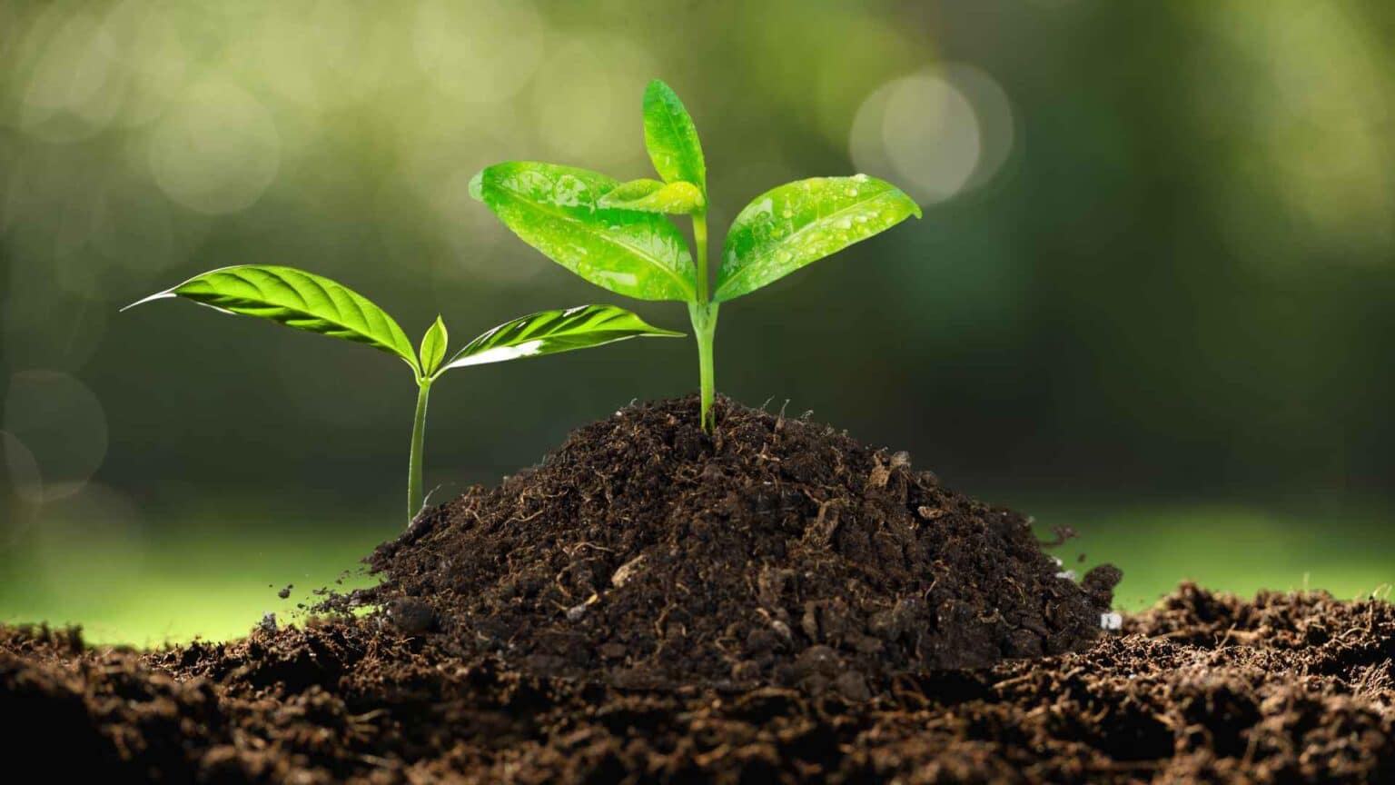 Plant Genomics: Advancing Crop Research | Plant Ditech