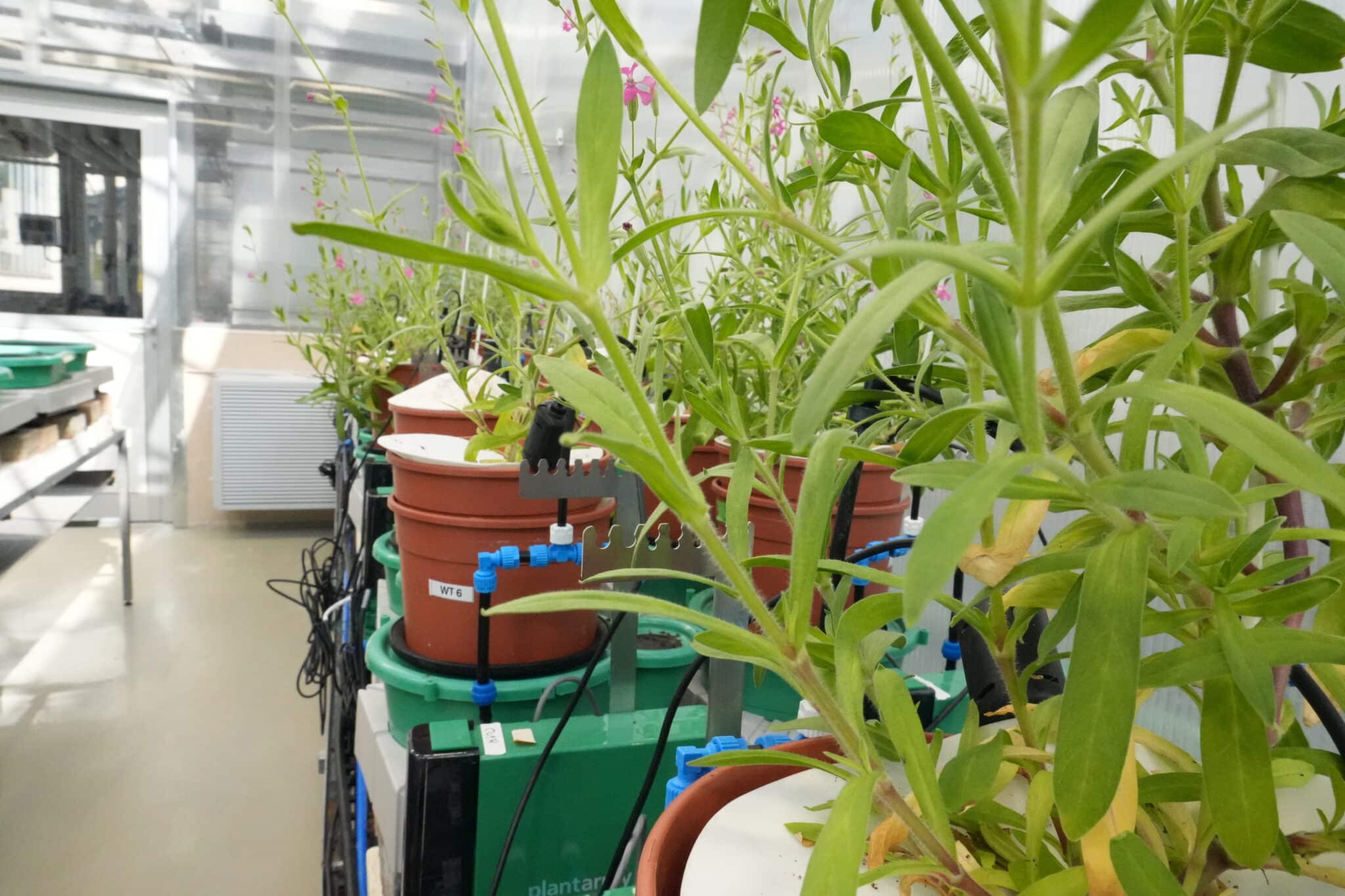 The Science Of Survival - FloraCulture International & Plant-Ditech ...