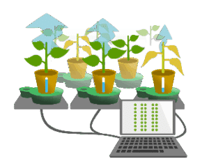 Machine Learning in Plant Analysis: Smarter Phenotyping | Plant Ditech