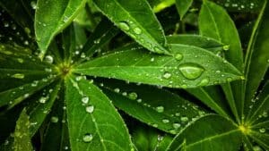 Plant Transpiration: Overview & Key Facts | Plant Ditech