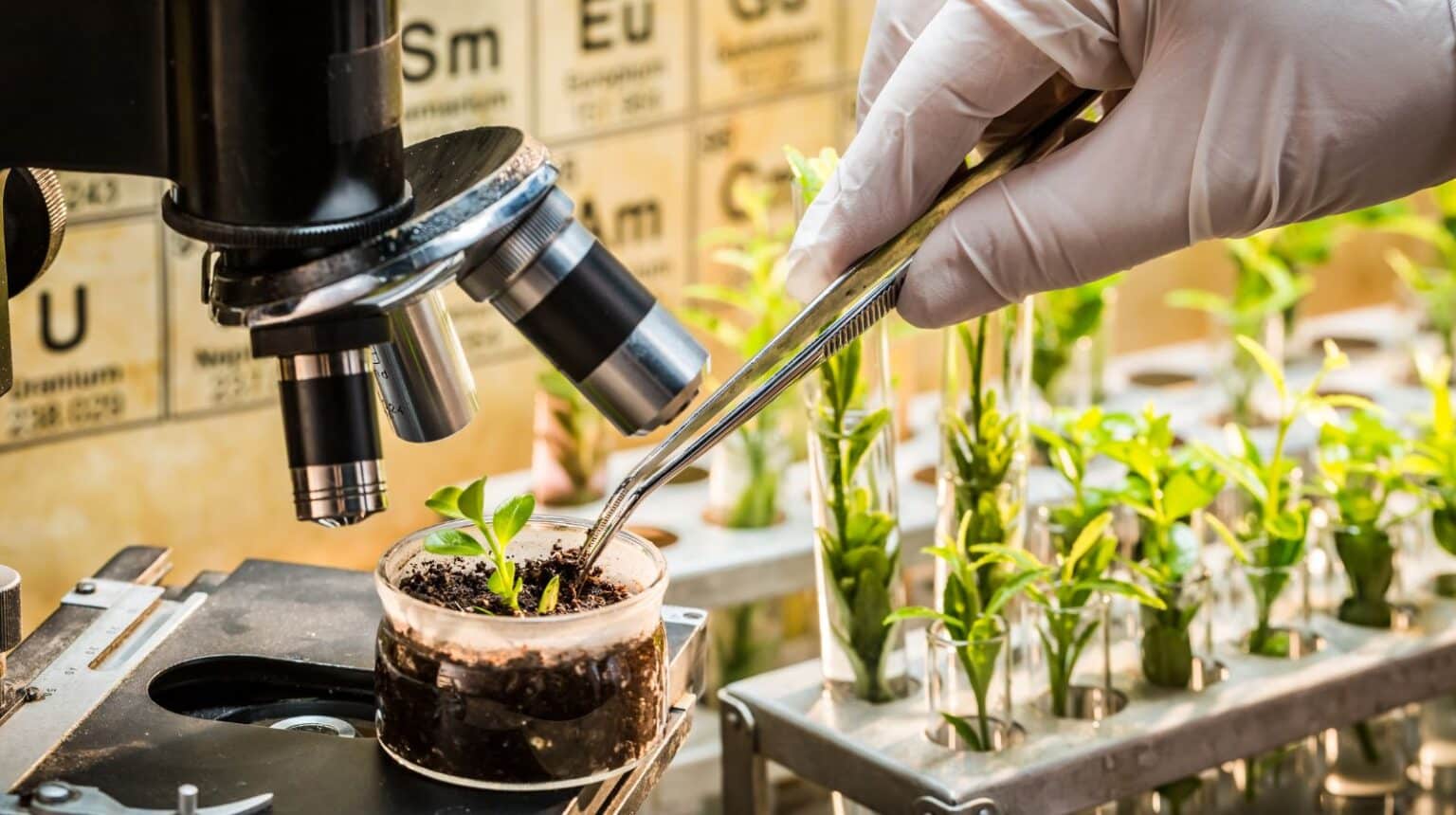 Plant Phenotyping Methods: Advanced techniques | Plant Ditech