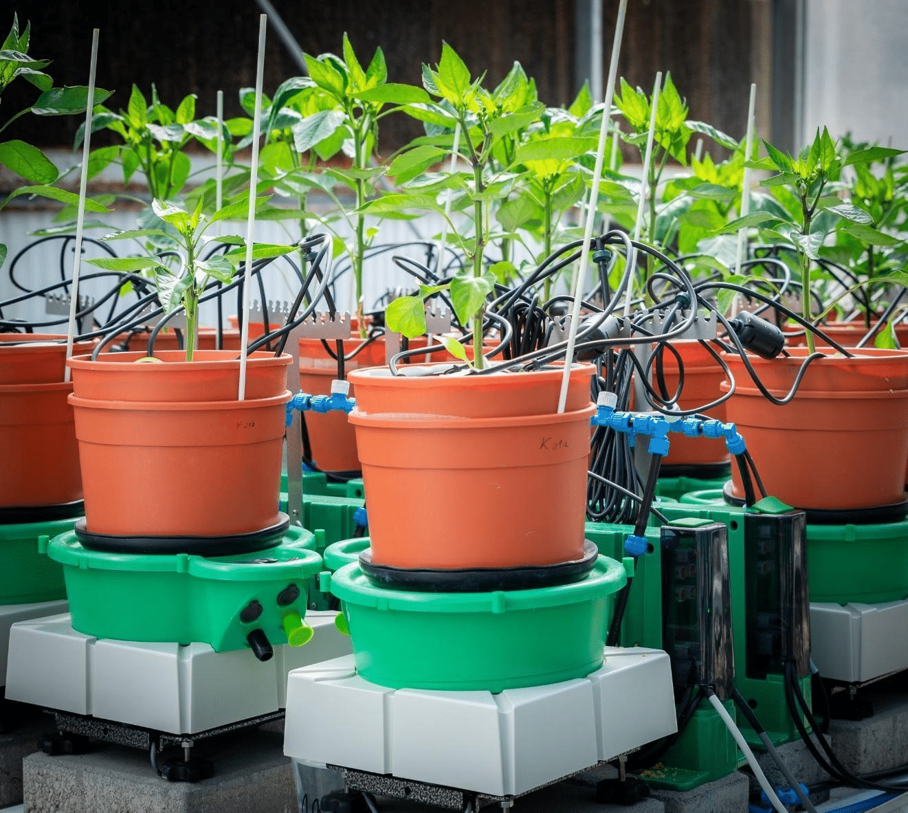 Machine Learning Applications in Plant Phenotyping | Plant Ditech